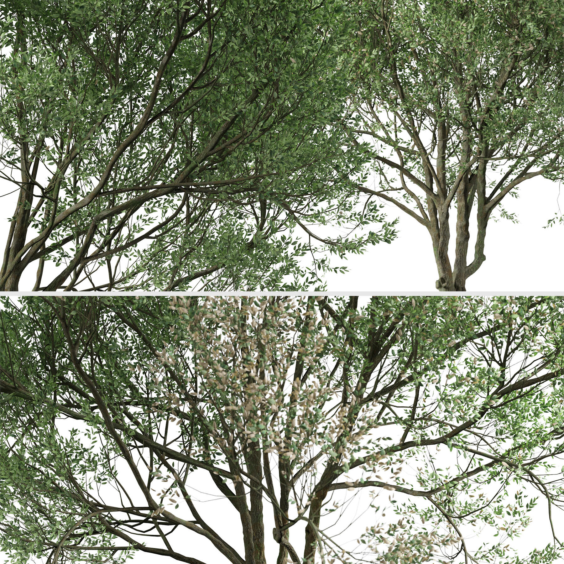 ArtStation - Set of Siberian elm Trees (Ulmus pumila) (2 Trees) | Resources