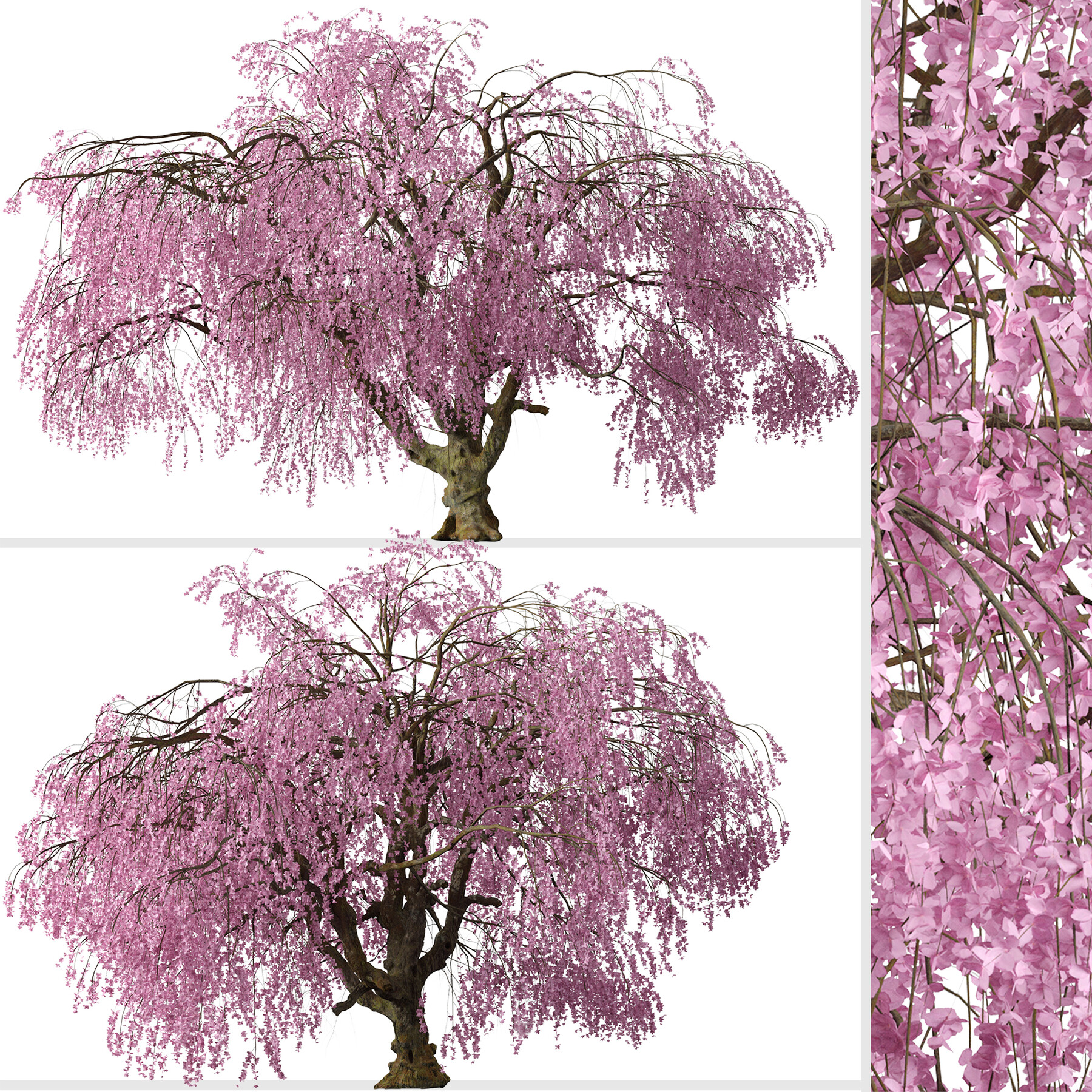 ArtStation - Set of Weeping Higan Cherry Trees (Prunus subhirtella ...