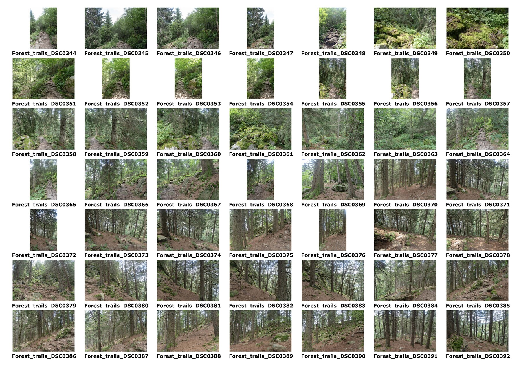 ArtStation - ALSACE - FOREST TRAIL & HIKE / Photo Reference / 485 ...