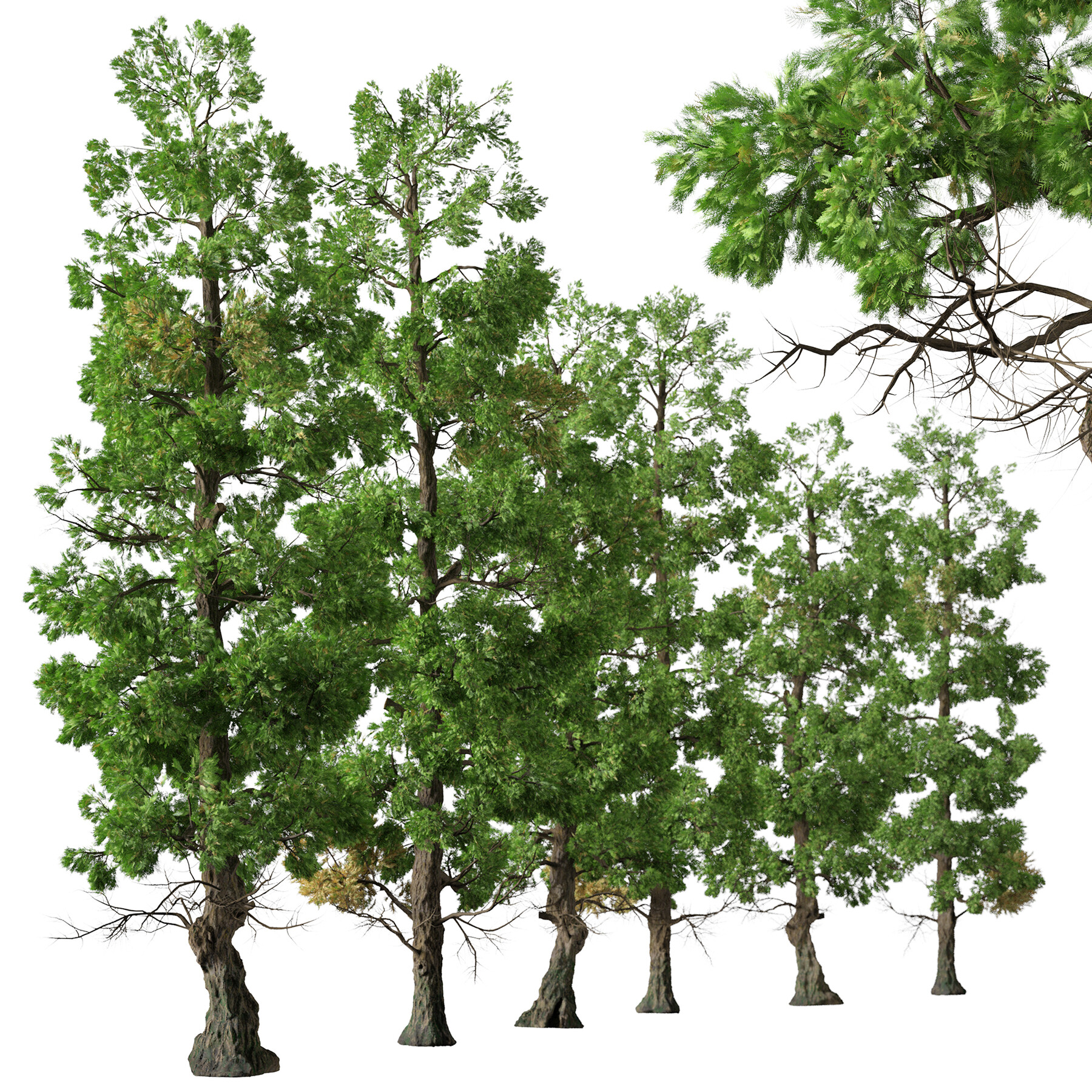 ArtStation - Set of Incense cedar Trees (Calocedrus decurrens) (2 Trees ...