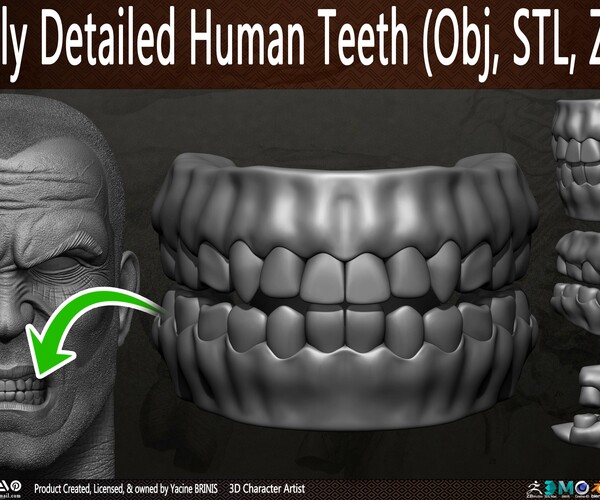 ArtStation - Highly Detailed Human Teeth | Resources