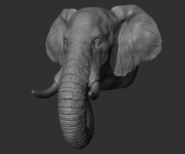 ArtStation - Elephant head | Resources