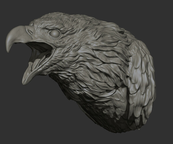 ArtStation - Bald Eagle head | Resources