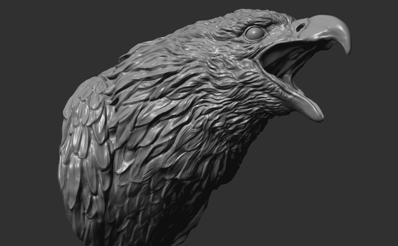 ArtStation - Bald Eagle head | Resources
