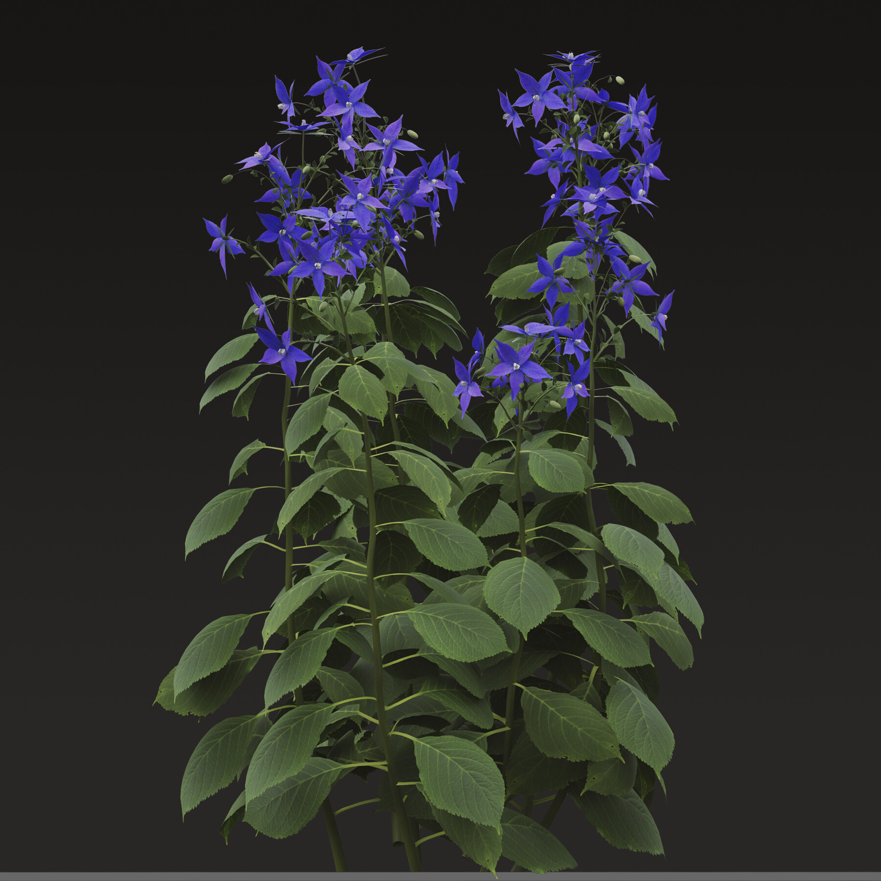 ArtStation - Set of Borago officinalis Plants (Starflower) (3 Plants ...