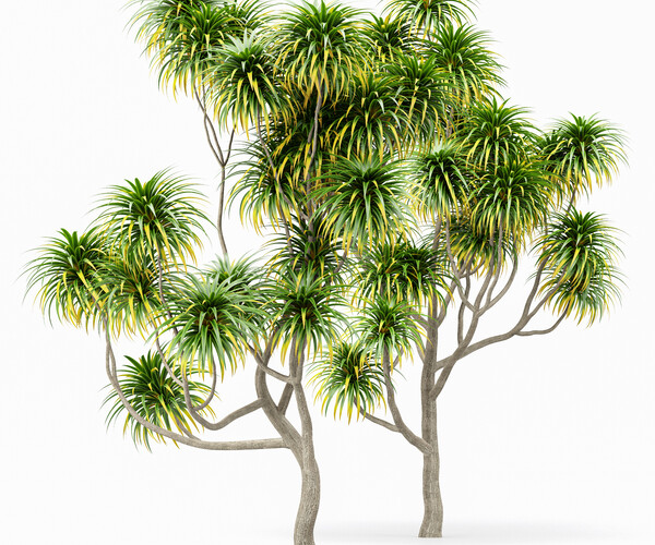 ArtStation - Cabbage Palm Tangihua Northland 5 Trees | Resources