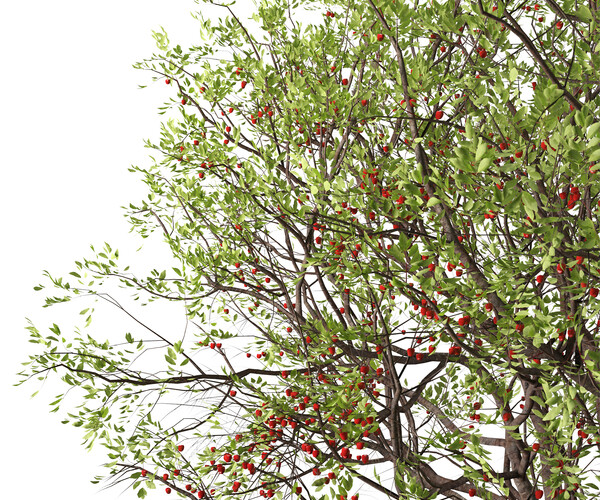 ArtStation - Set of Bitter cherry Tree (Prunus emarginata) (2 Trees ...