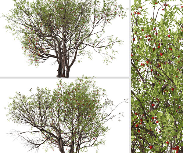 ArtStation - Set of Bitter cherry Tree (Prunus emarginata) (2 Trees ...