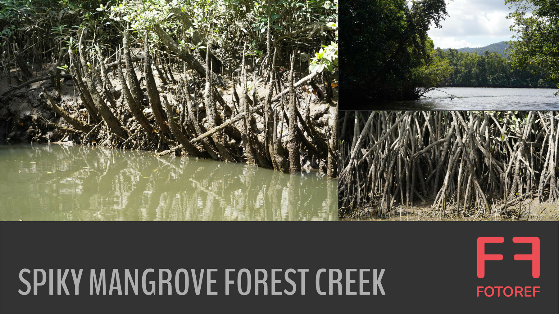ArtStation - 134 photos of Spiky Mangrove Forest Creek | Resources