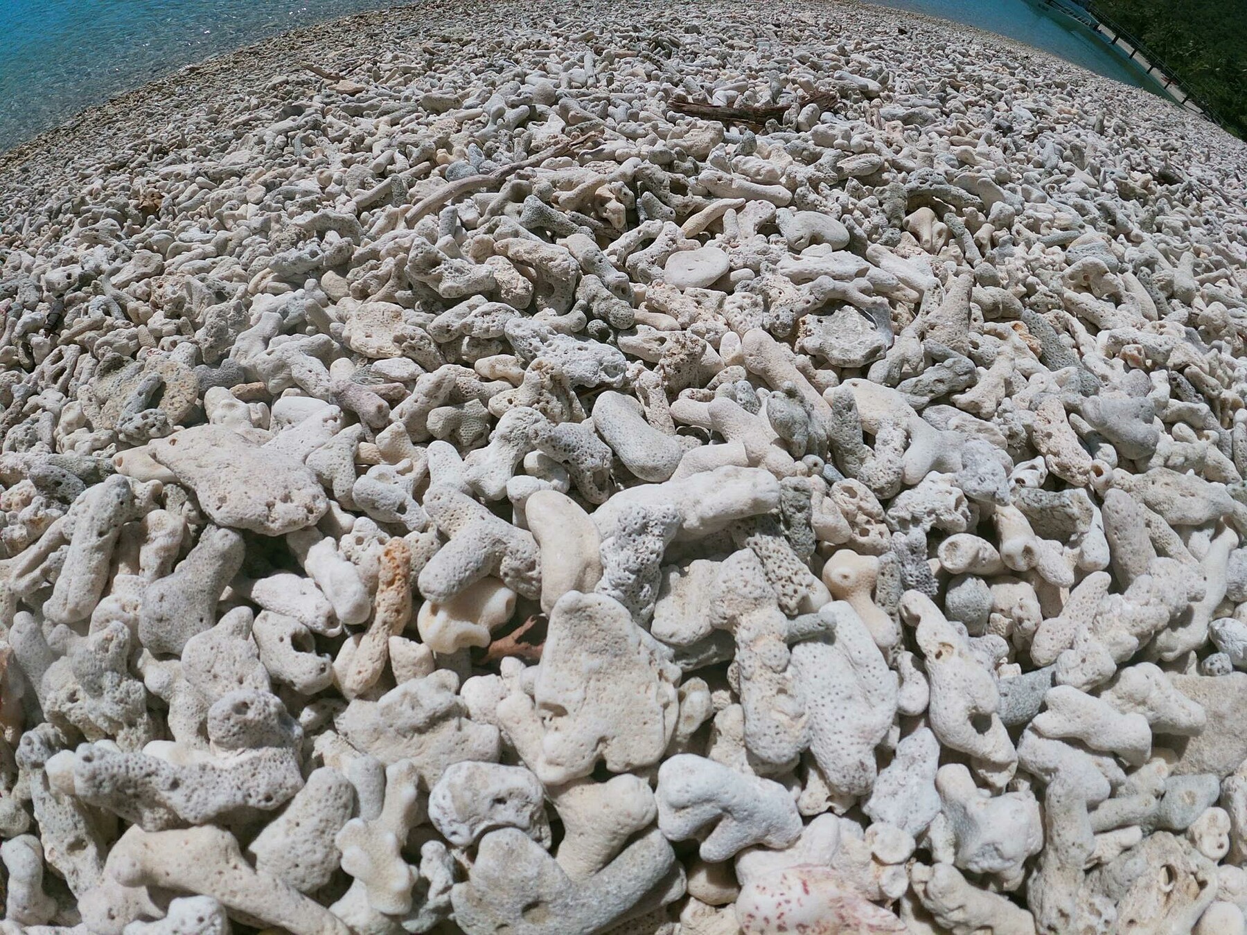 ArtStation - 160 photos of Dead Coral Beach | Resources