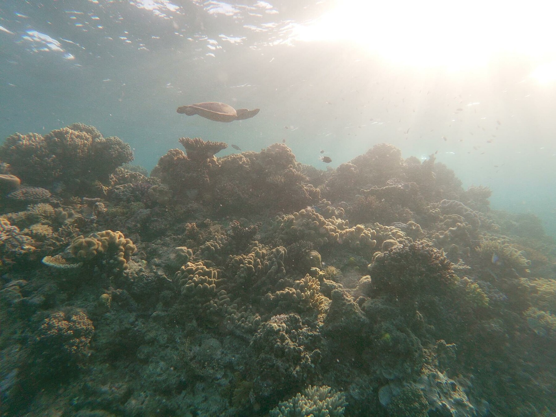 ArtStation - 202 photos of Coral Reef Sunset | Resources