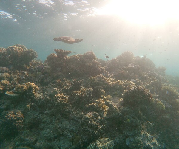 ArtStation - 202 photos of Coral Reef Sunset | Resources