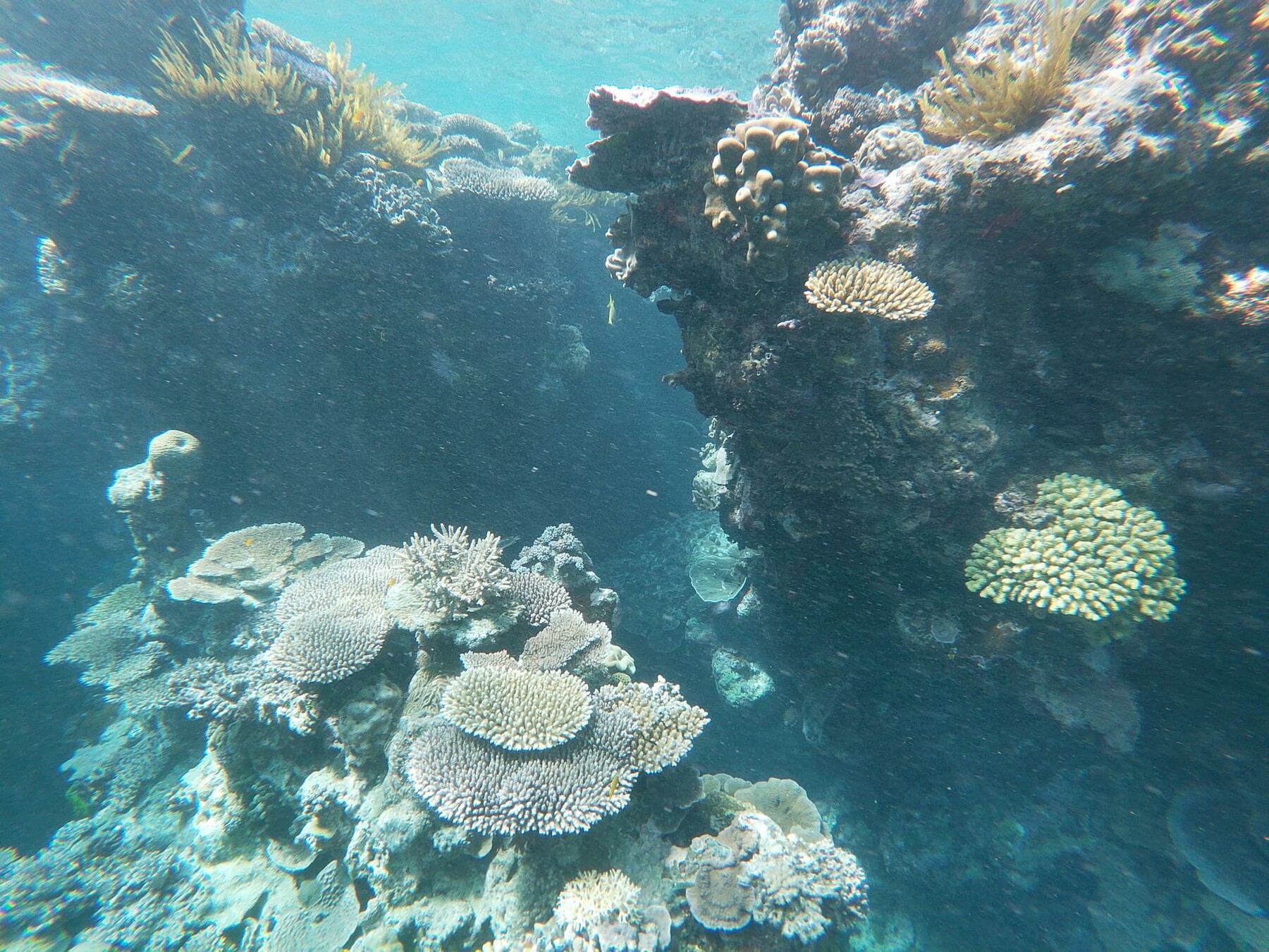 ArtStation - 182 photos of Coral Reef Caverns | Resources