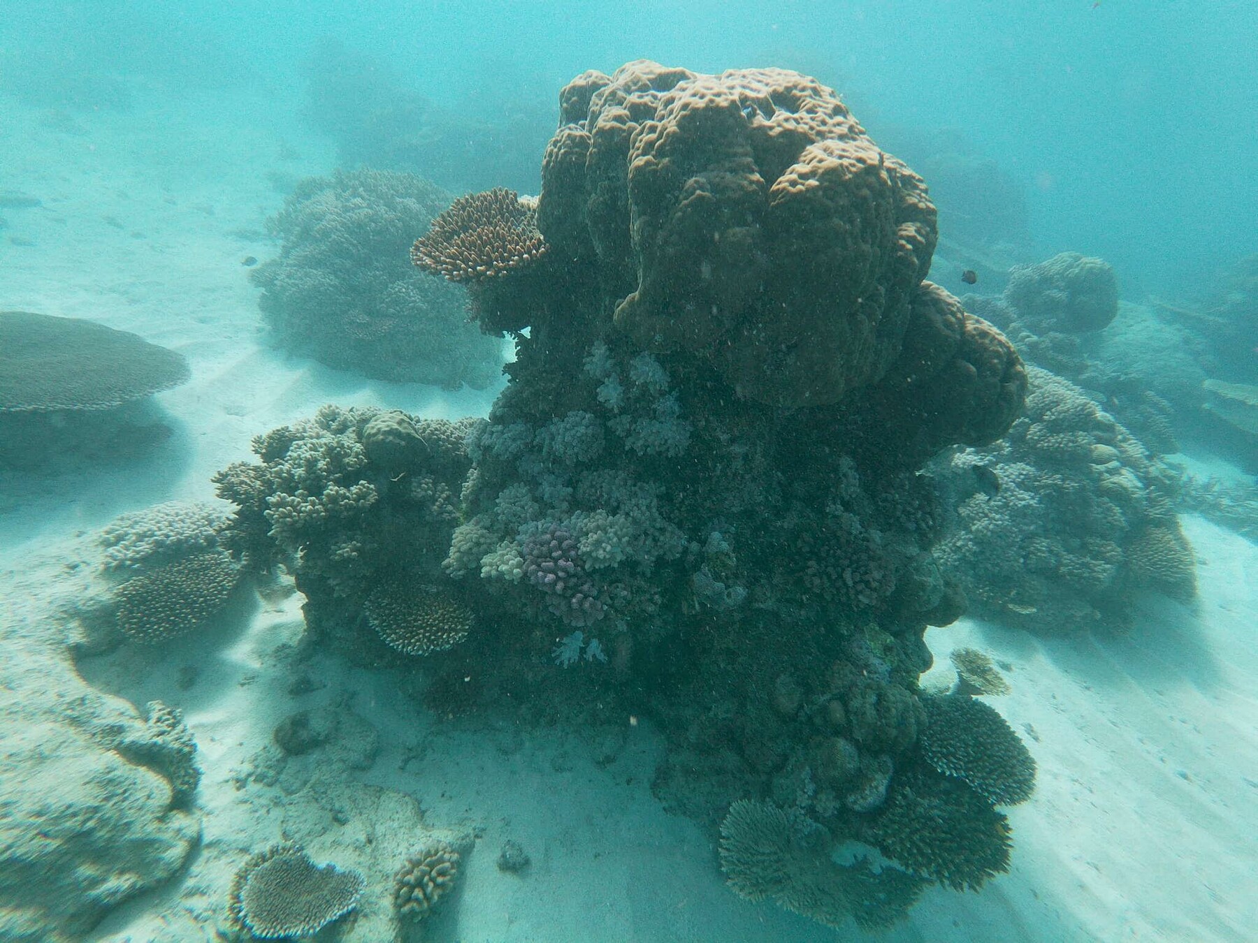 ArtStation - 377 photos of Great Barrier Coral Reef and Sandy Floor ...