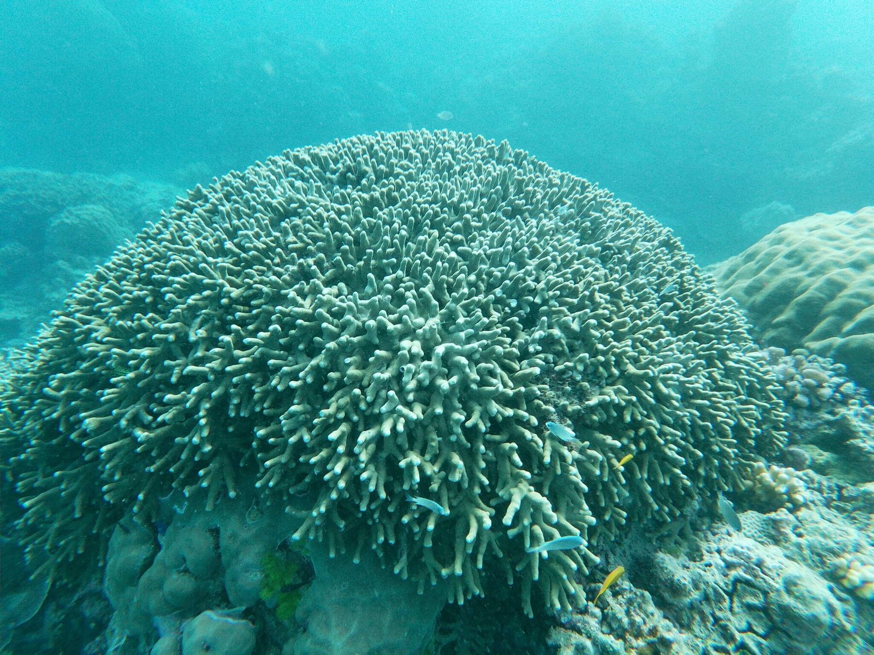 ArtStation - 377 photos of Great Barrier Coral Reef and Sandy Floor ...