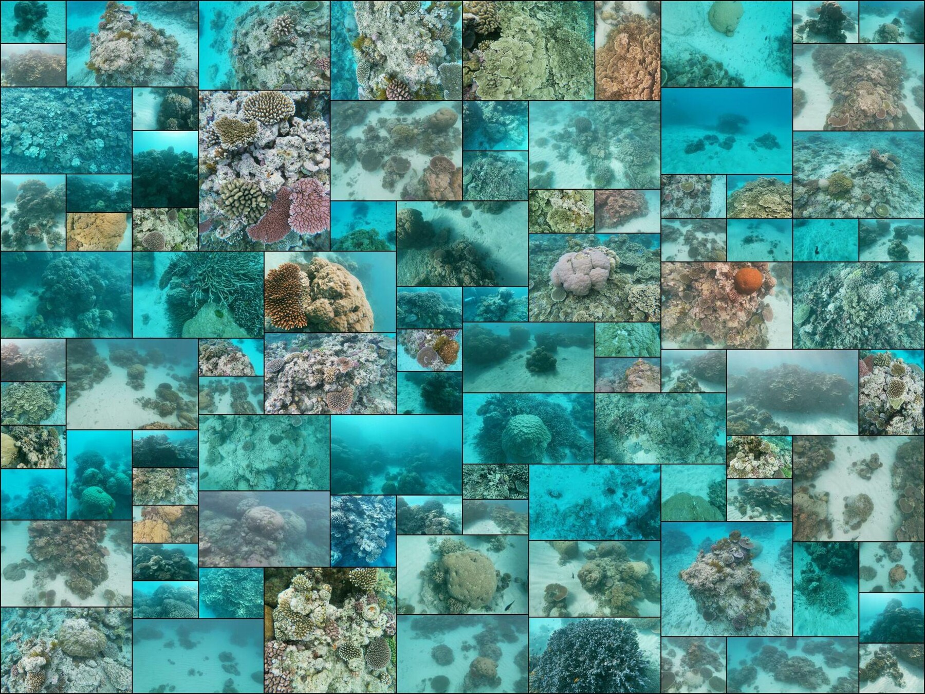 ArtStation - 377 photos of Great Barrier Coral Reef and Sandy Floor ...