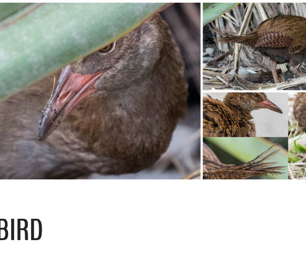 ArtStation - 139 photos of Weka Bird | Resources