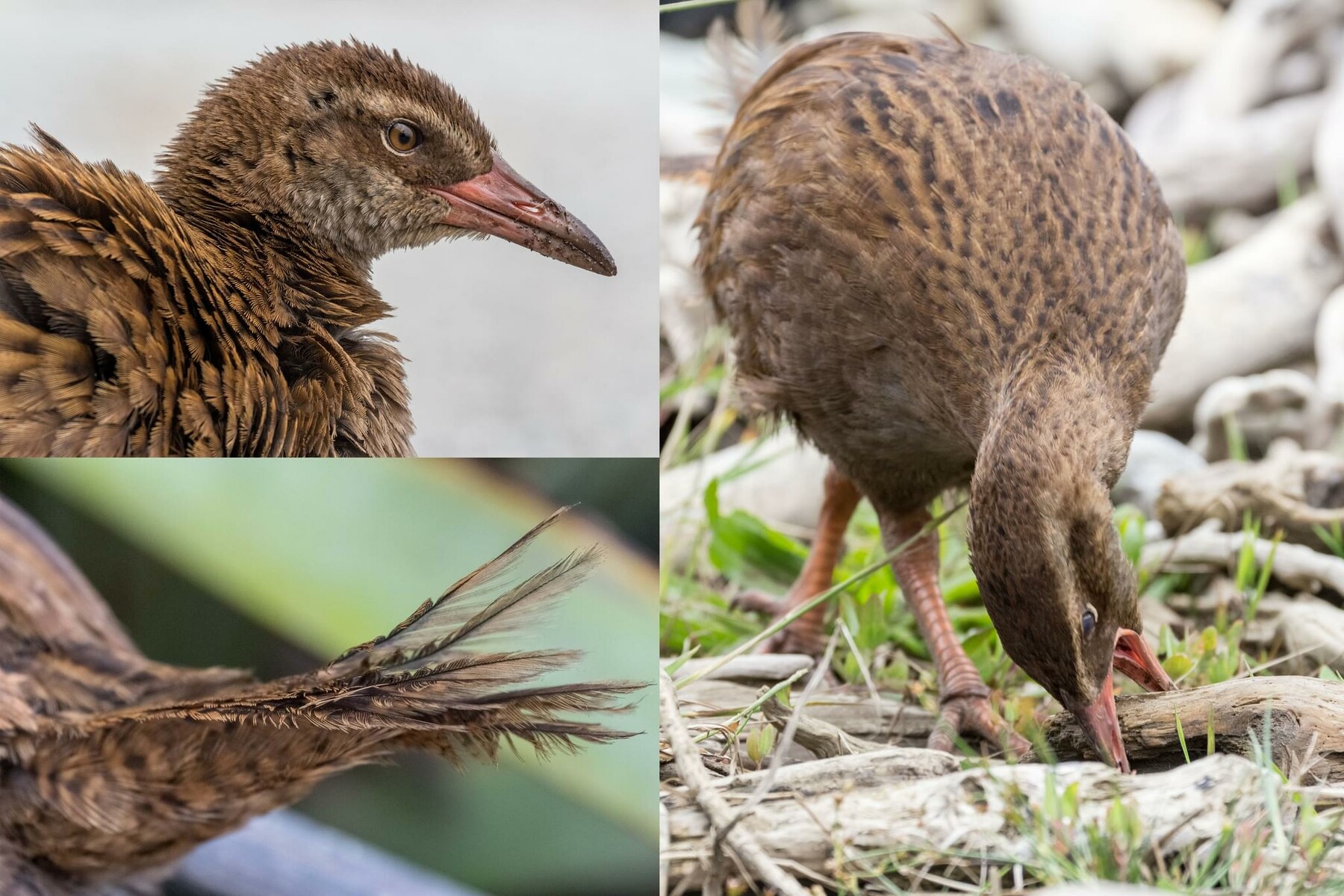 ArtStation - 139 photos of Weka Bird | Resources