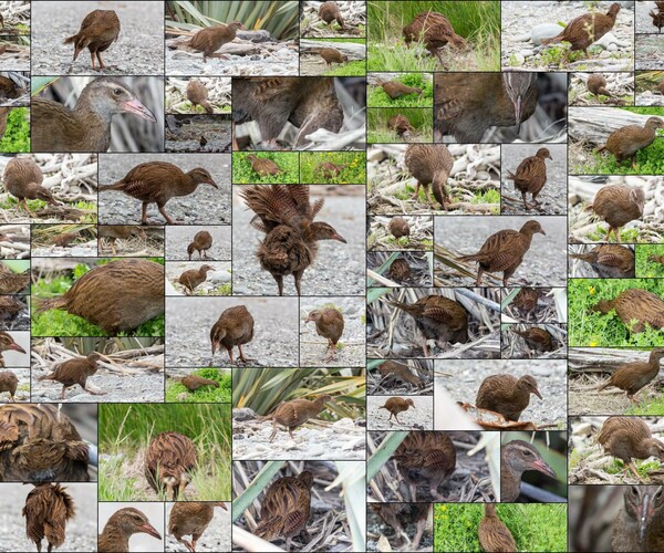 ArtStation - 139 photos of Weka Bird | Resources