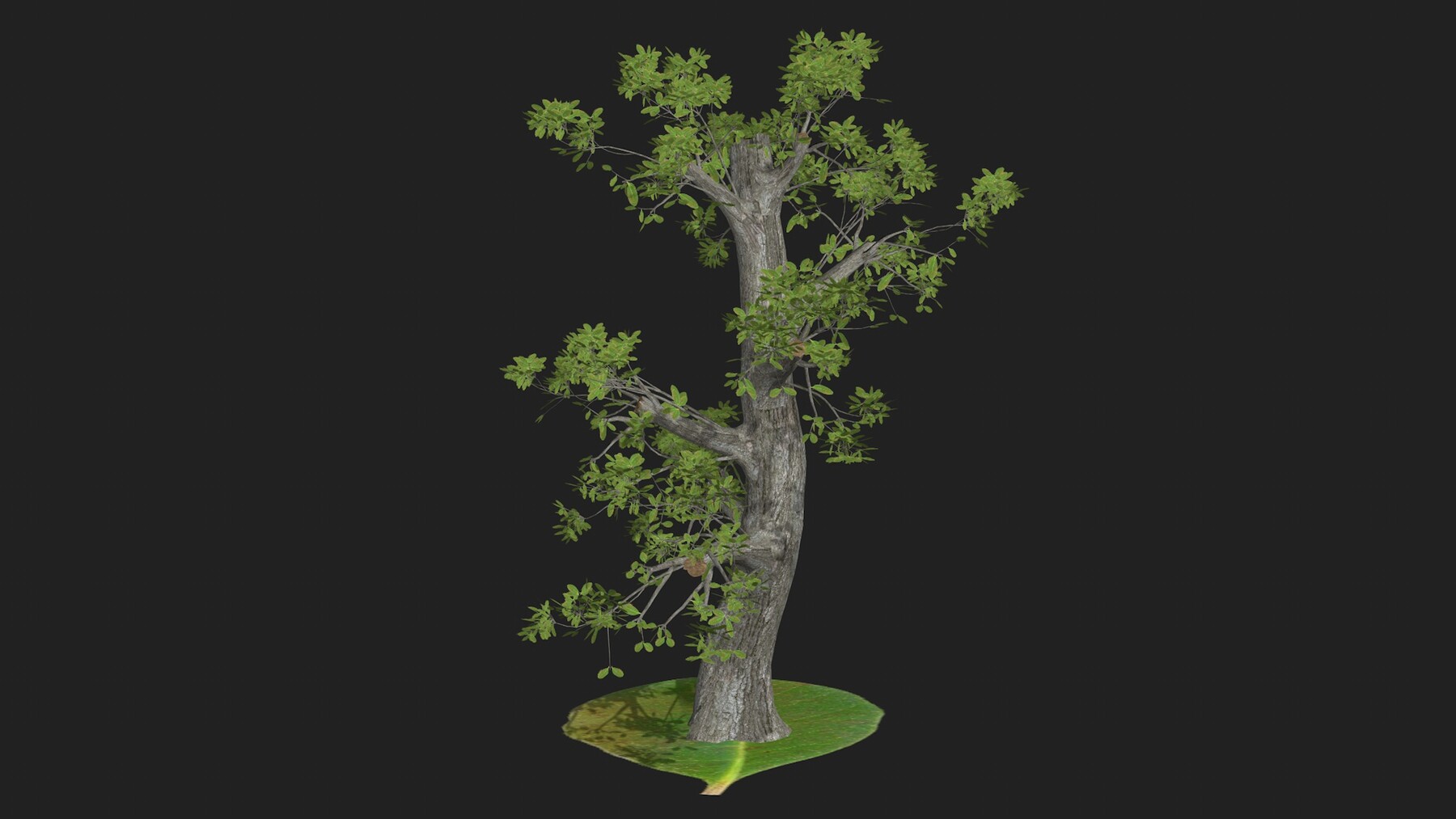 ArtStation - Old tree | Resources