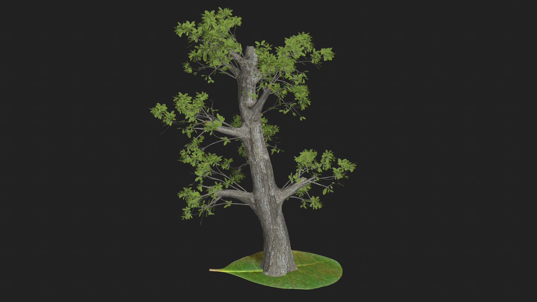 ArtStation - Old tree | Resources