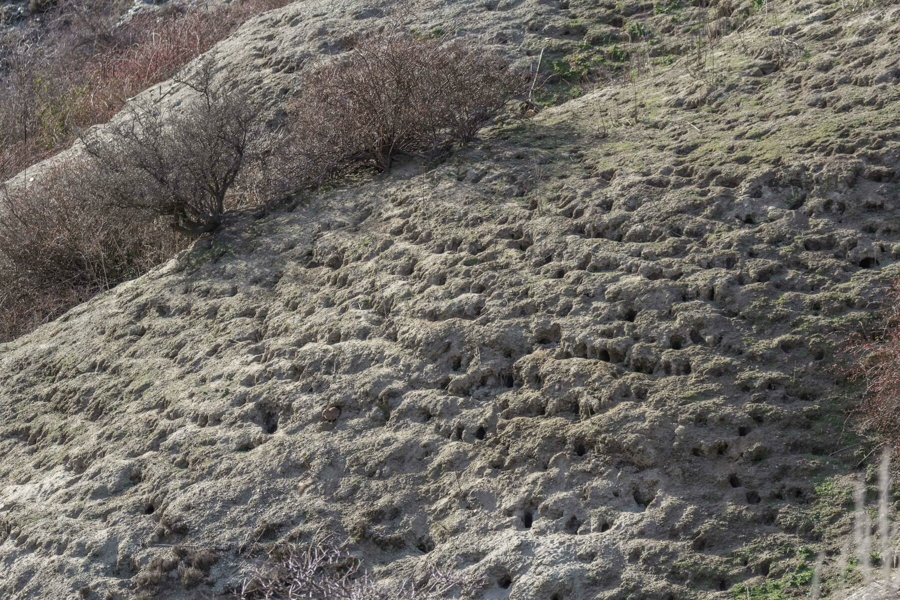 ArtStation - 198 photos of Rogue Rabbit Colony | Resources