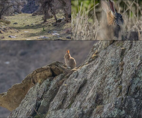 ArtStation - 198 photos of Rogue Rabbit Colony | Resources