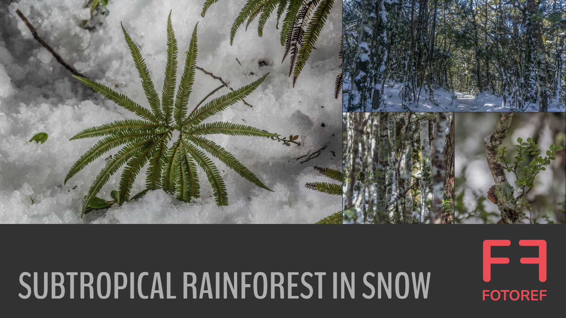 ArtStation - 518 photos of Subtropical Rainforest in Snow | Resources