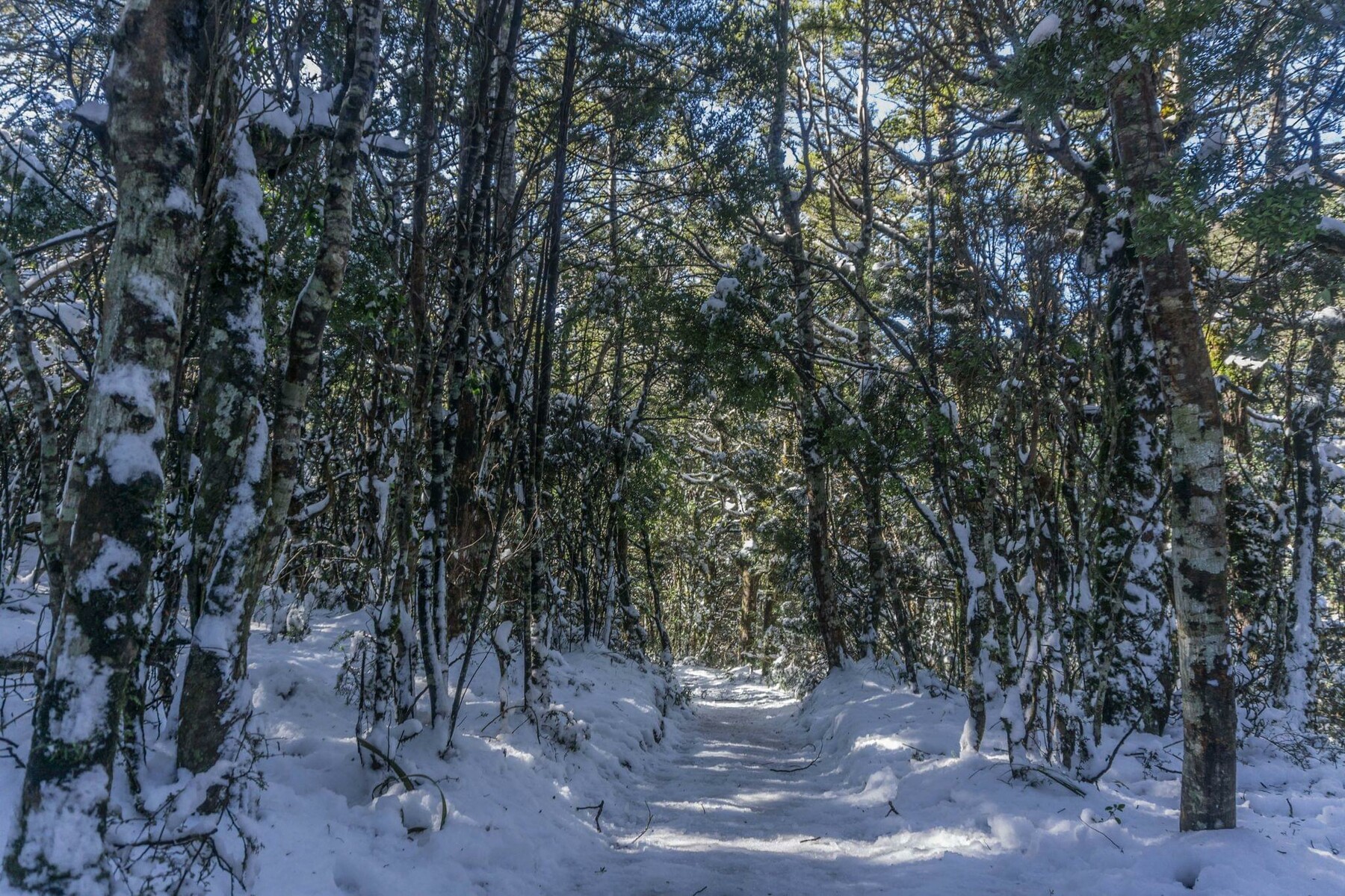 ArtStation - 518 photos of Subtropical Rainforest in Snow | Resources