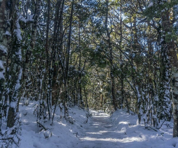 ArtStation - 518 photos of Subtropical Rainforest in Snow | Resources