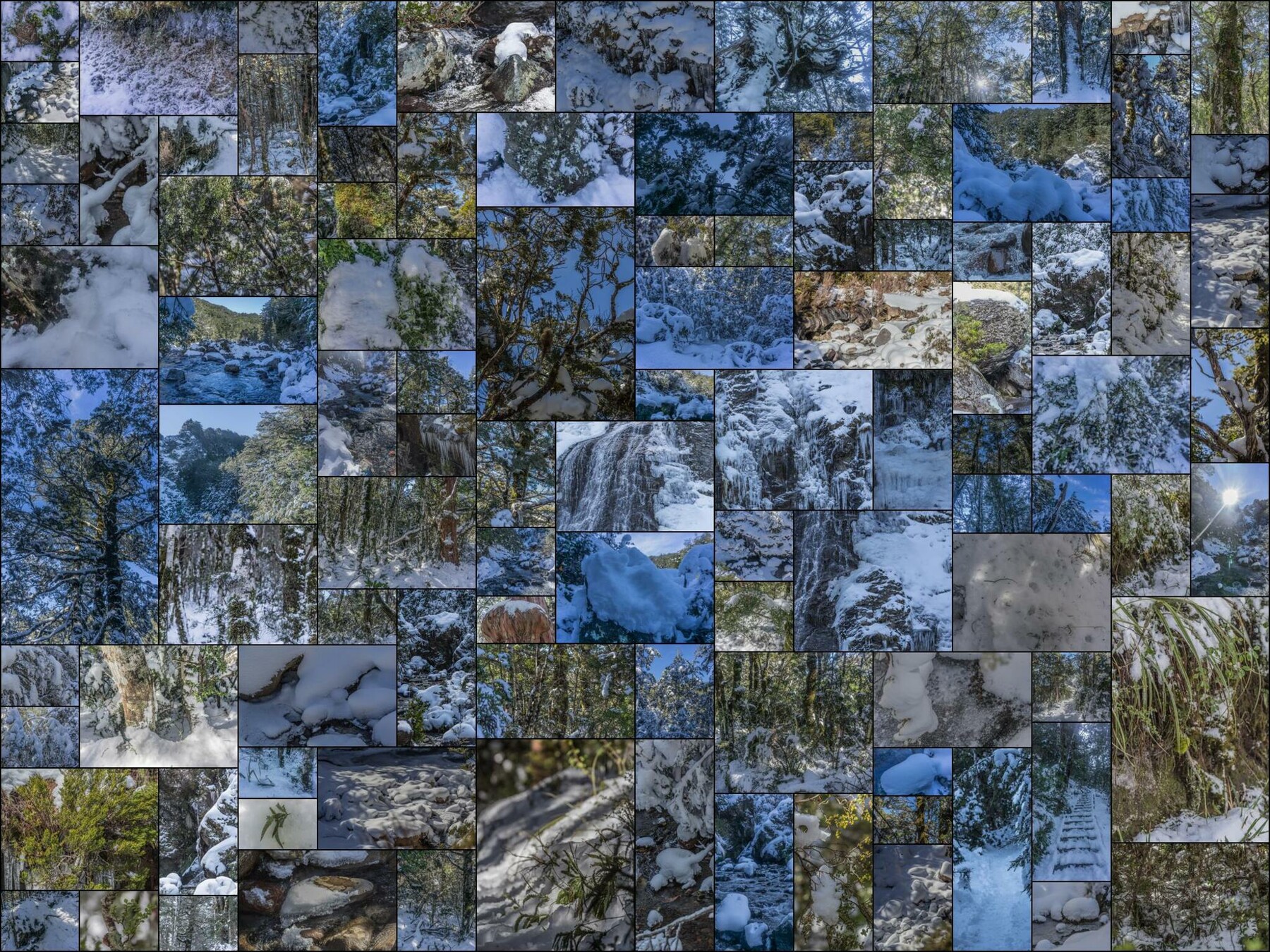 ArtStation - 518 photos of Subtropical Rainforest in Snow | Resources