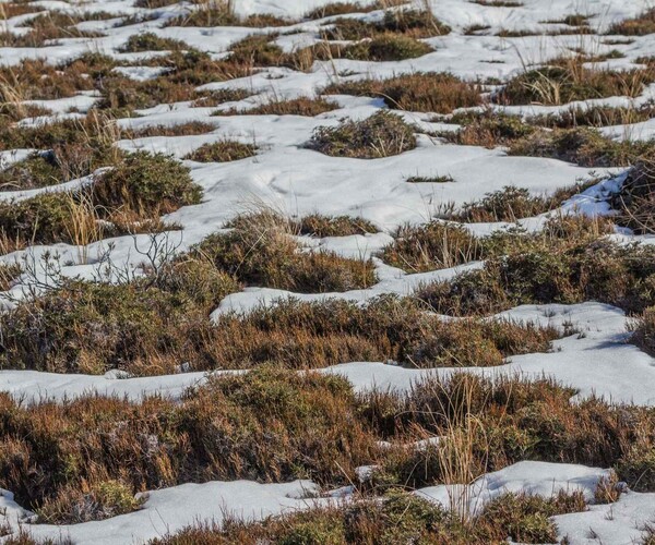 ArtStation - 155 photos of High Altitude Tundra | Resources