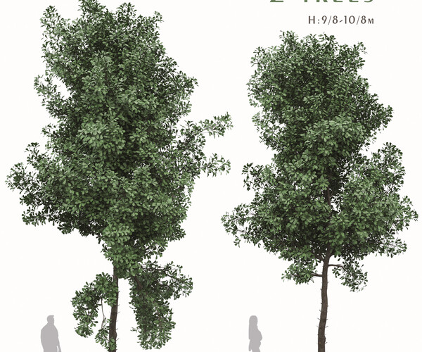 ArtStation - Set of Terminalia Mantaly Tree (Madagascar Almond) (2 ...
