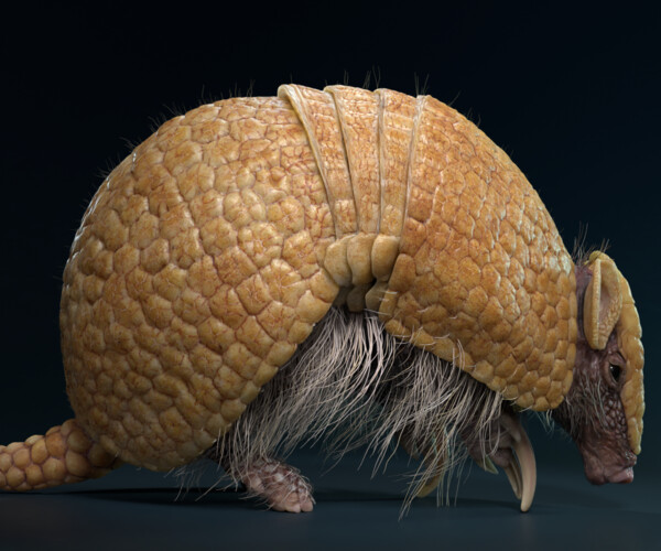 ArtStation - 3D Animal | Armadillo Animated | VFX Grace | Game Assets
