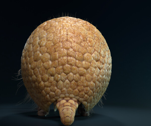 ArtStation - 3D Animal | Armadillo Animated | VFX Grace | Game Assets