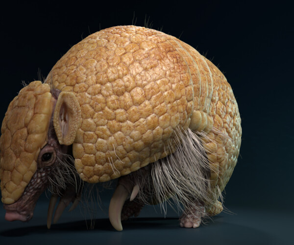 ArtStation - 3D Animal | Armadillo Animated | VFX Grace | Game Assets