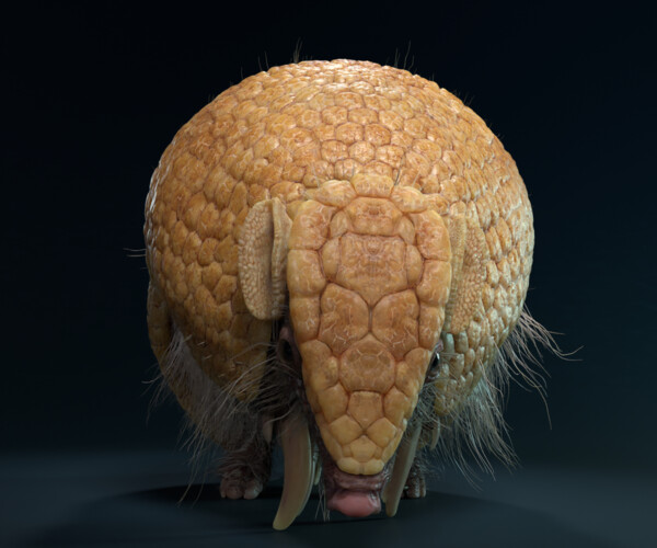 ArtStation - 3D Animal | Armadillo Animated | VFX Grace | Game Assets