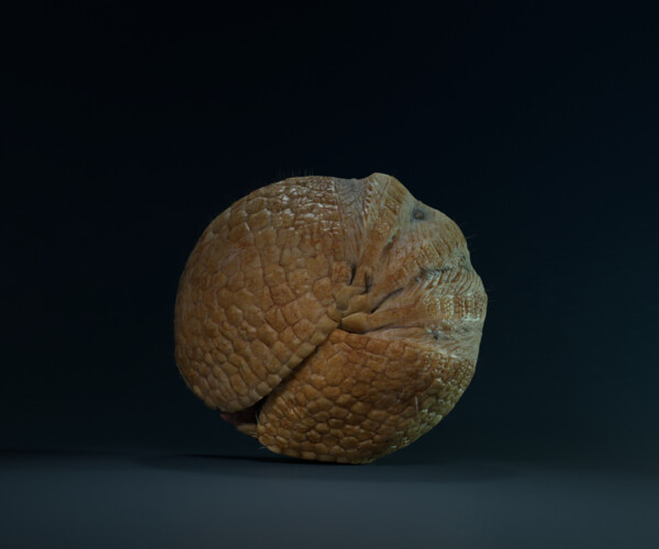 ArtStation - 3D Animal | Armadillo Animated | VFX Grace | Game Assets