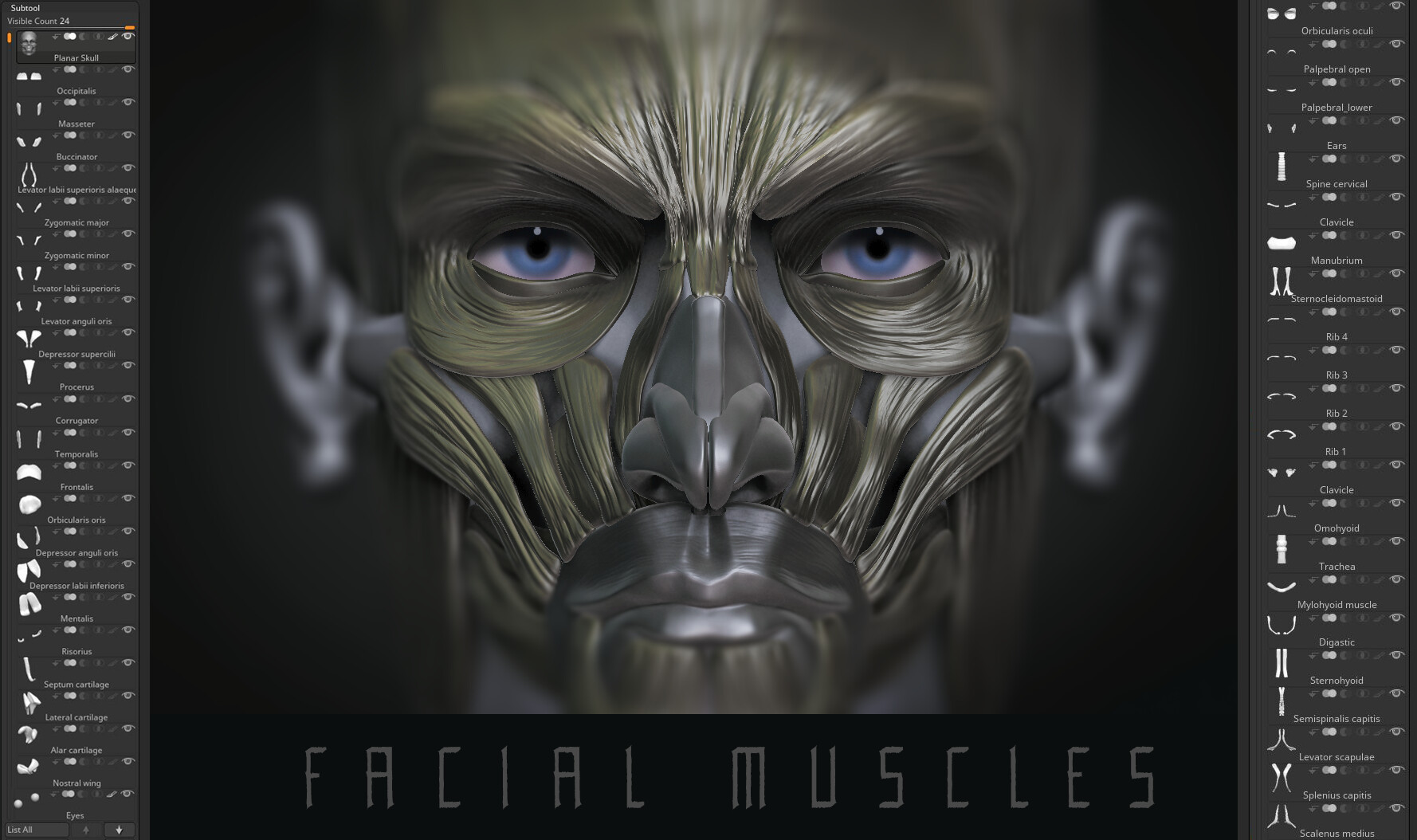ArtStation - Facial Muscles | Resources