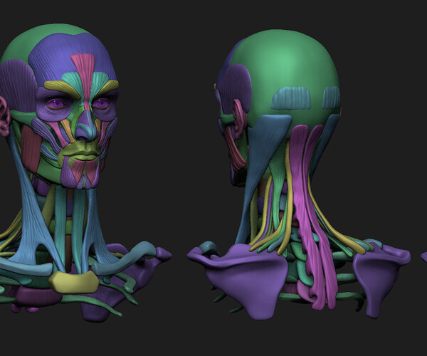 ArtStation - Facial Muscles | Resources