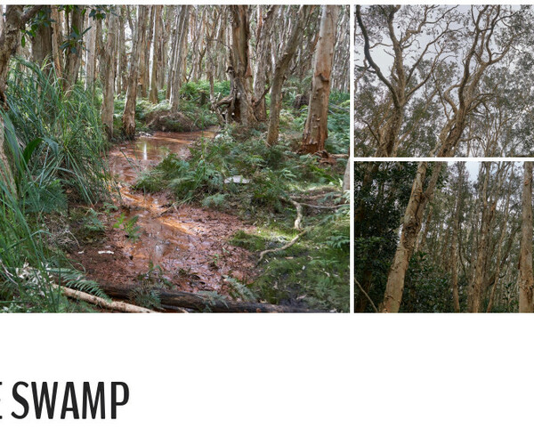 ArtStation - 102 photos of Dense Swamp | Resources