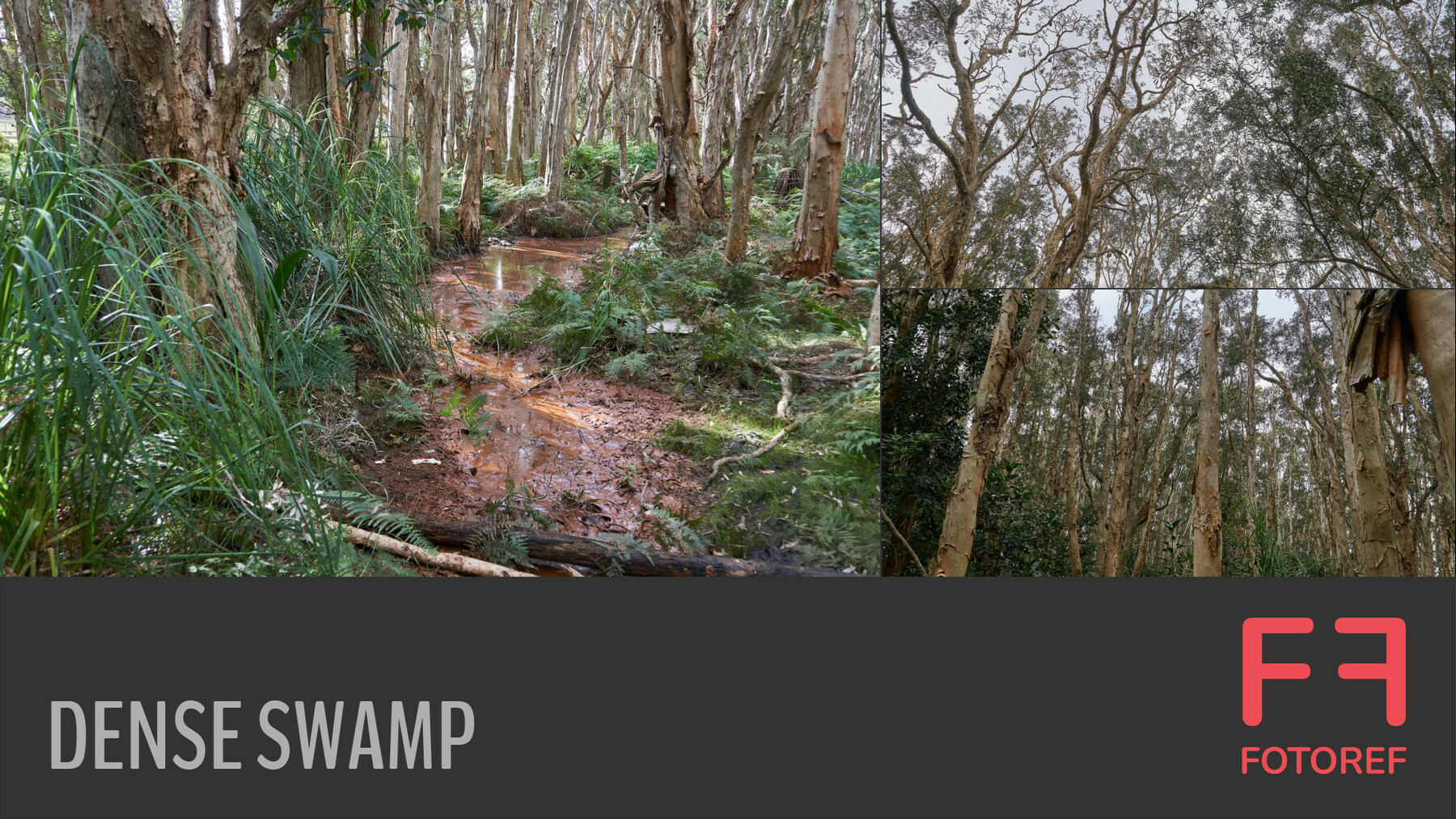 ArtStation - 102 photos of Dense Swamp | Resources