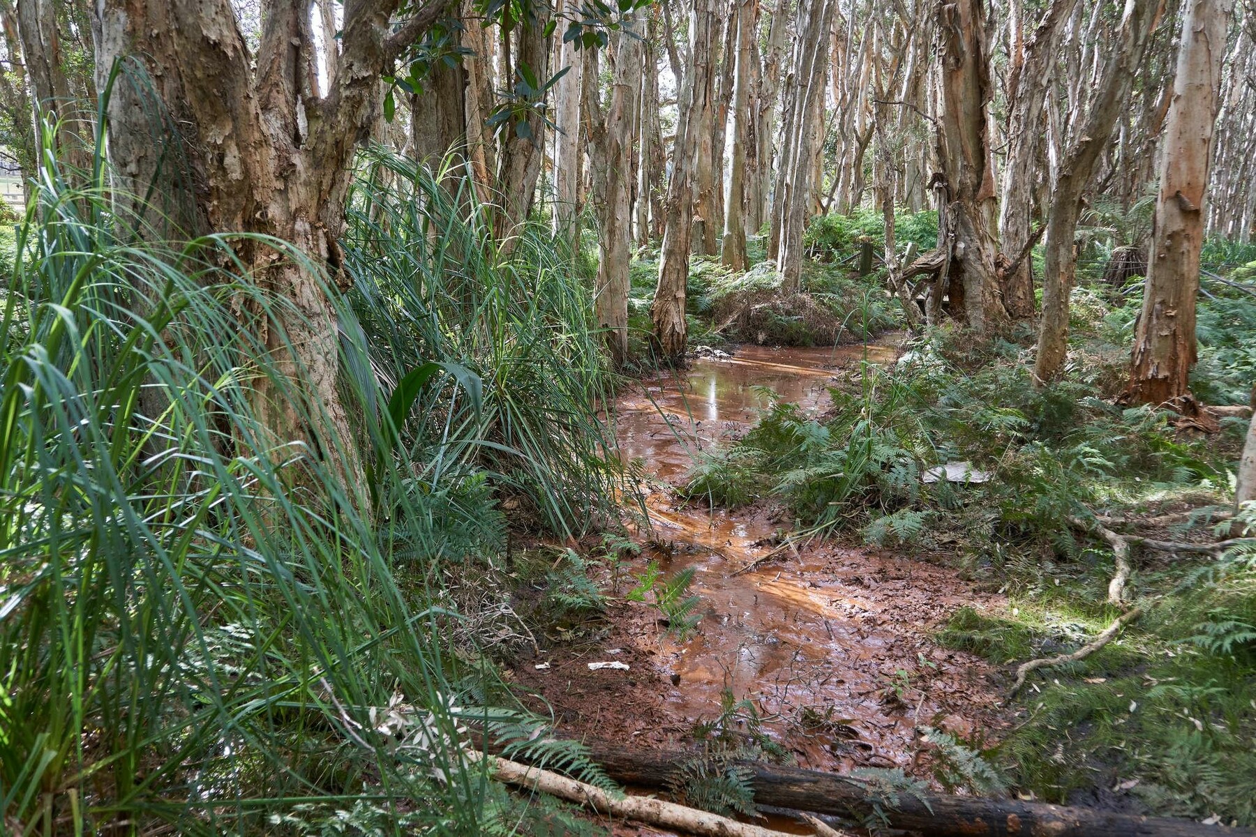 ArtStation - 102 photos of Dense Swamp | Resources