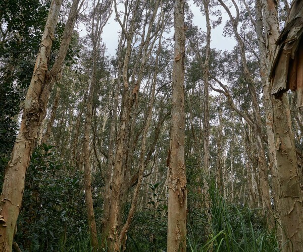 ArtStation - 102 photos of Dense Swamp | Resources