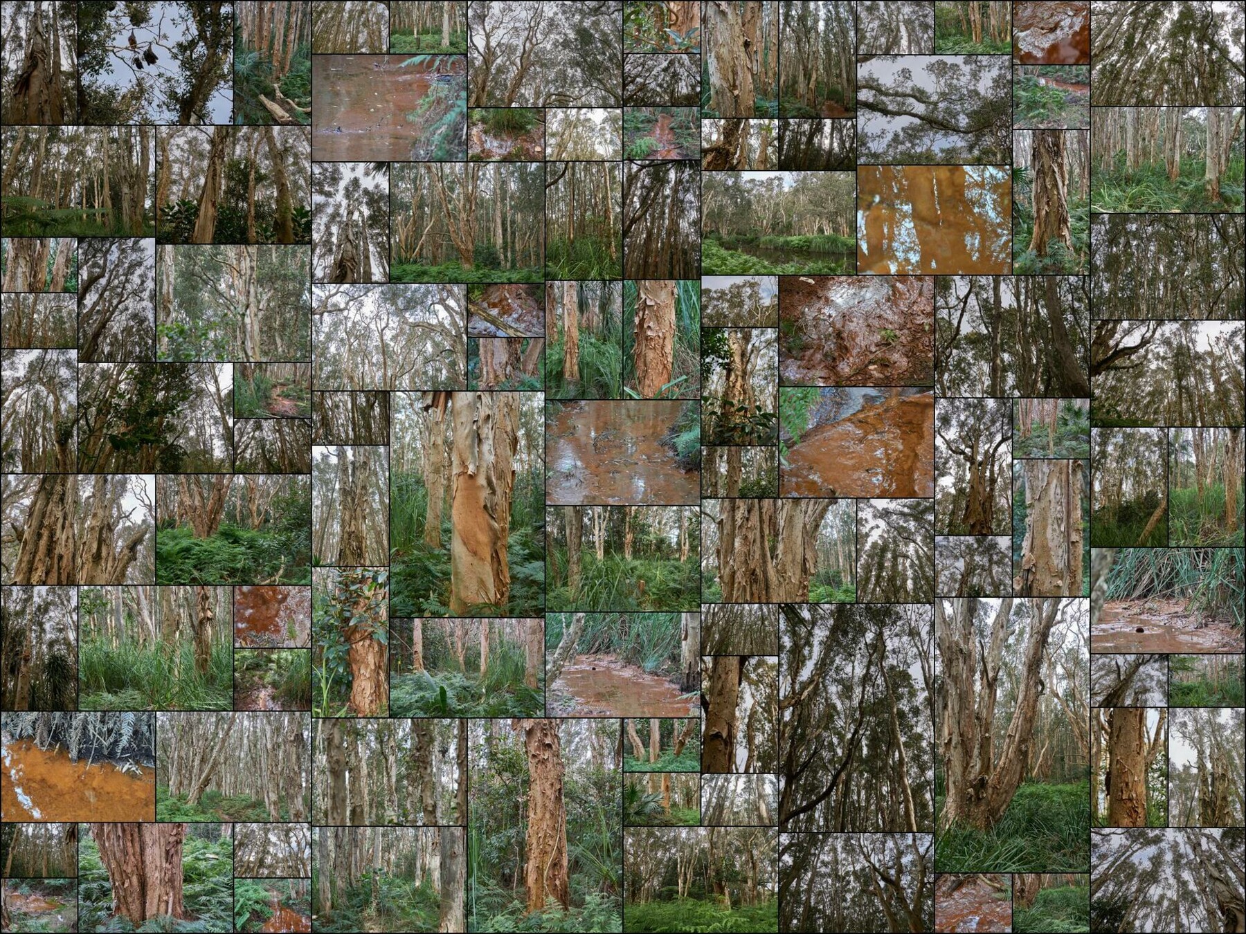 ArtStation - 102 photos of Dense Swamp | Resources