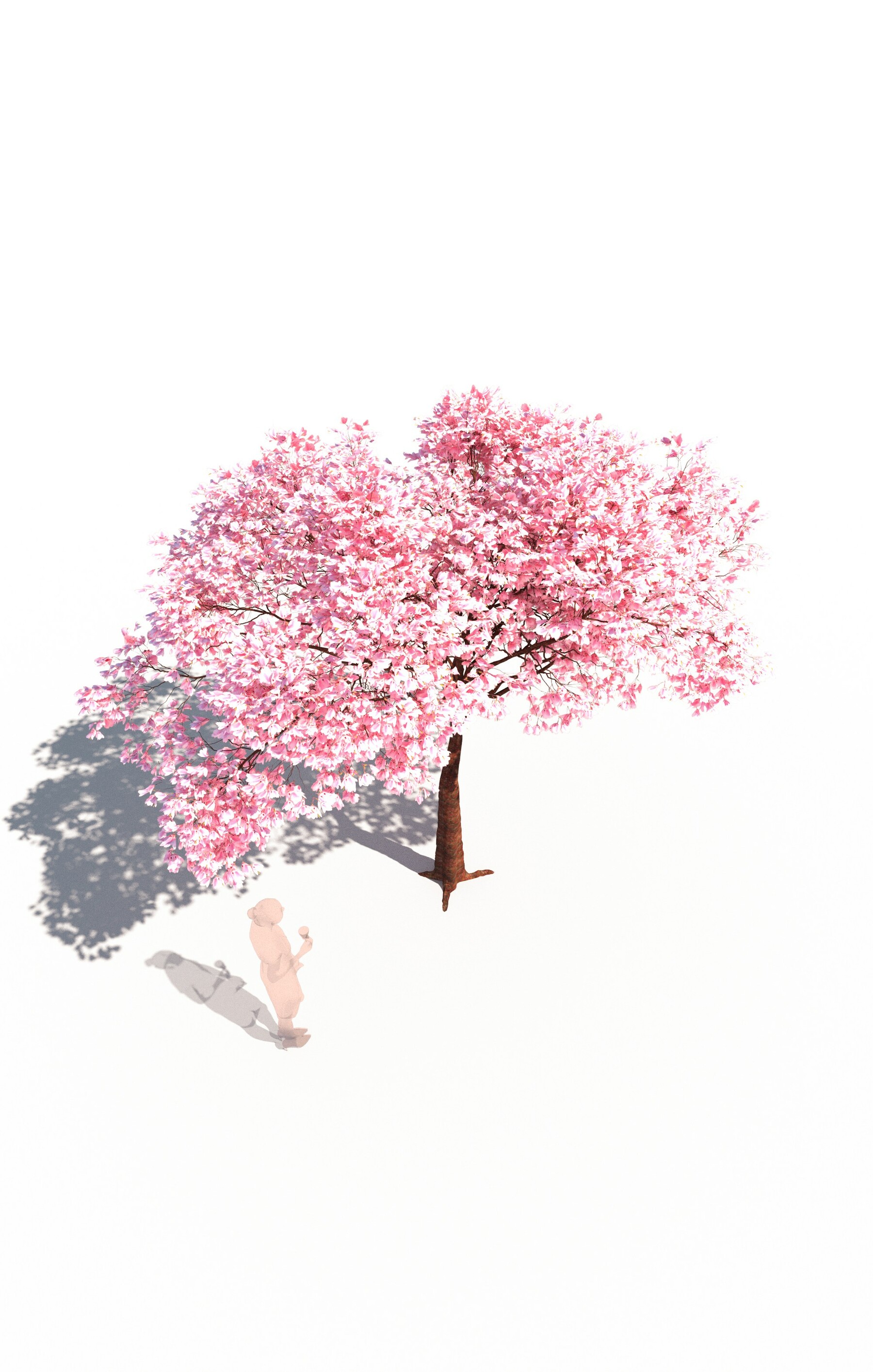 ArtStation - cherry tree flowering prunus avium c | Game Assets