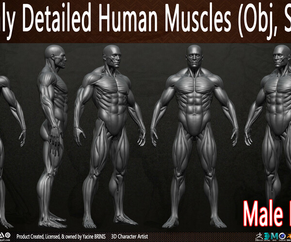 ArtStation - Highly Detailed Human Muscles (Male) | Resources