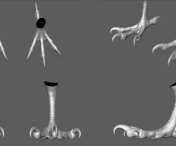 ArtStation - Bird paw | Resources