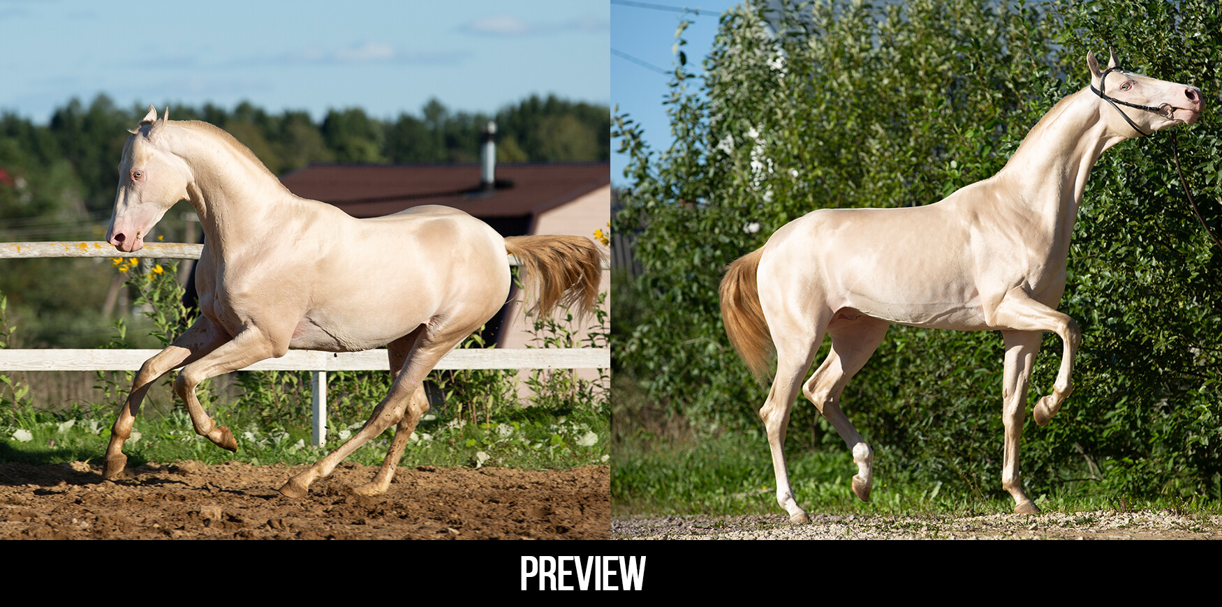 ArtStation - 300+ Horses Reference Pictures | Resources