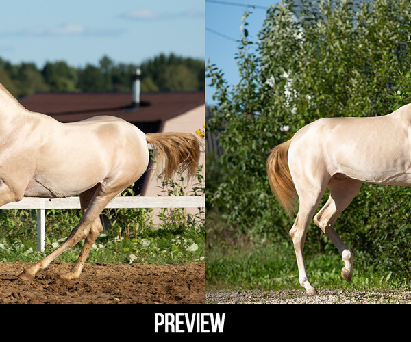 ArtStation - 300+ Horses Reference Pictures | Resources